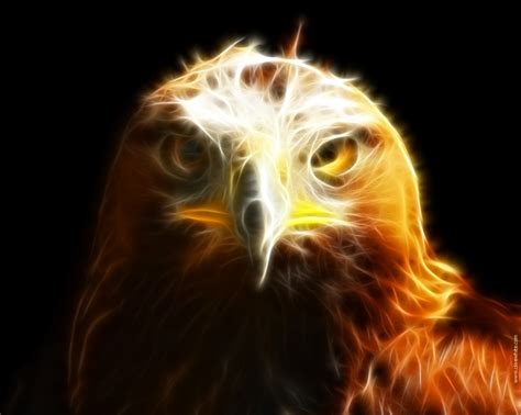 Fond D Cran Gratuit Aigle Royal Fonds D Cran Animaux Gratuits Aigle Royal