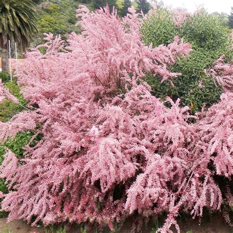 Tamarix Ramosissima Pink Cascade Tamarix Pink Cascade Scardera