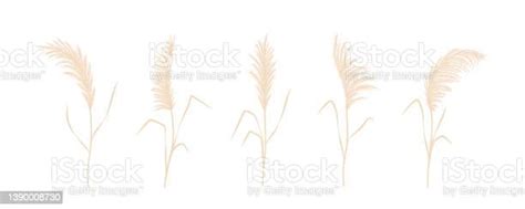 마른 팜파 잔디 컬렉션 보헤미안 스타일의 코르타데리아 세트 흰색 배경에 고립 된 벡터 건조 꽃 웨딩 초대장 엽서 홈 인테리어를 위한 트렌디한 요소 디자인 팸퍼에 대한 스톡
