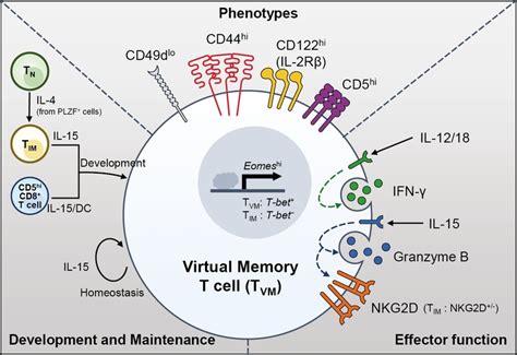 Roles Of Virtual Memory T Cells In Diseases