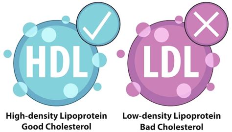 Comprendre Le Cholestérol Hdl Et Le Ldl Vecteur Gratuite