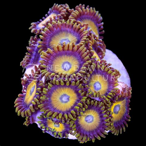 Scrambled Eggs Zoanthids New Dawn Aquaculture