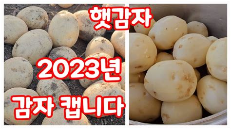 감자 수확시기가 곧 다가옵니다 햇감자 감물감자 괴산감자 수미감자 감물 감자 축제 6월 161718일 감자재배방법 Youtube