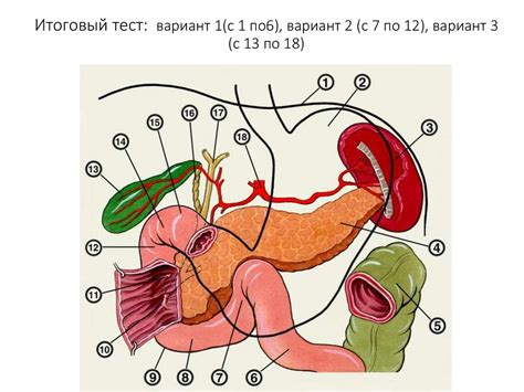 Топографическая анатомия нижнего этажа брюшной полости презентация онлайн