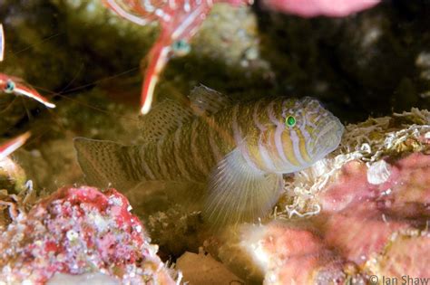Priolepis Solitary Islands Underwater Research Group