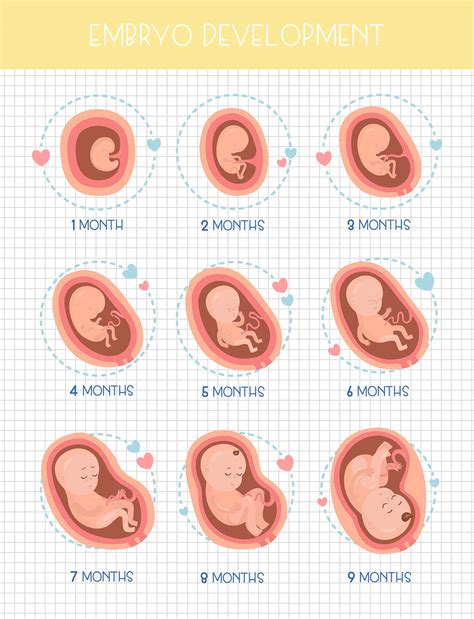 Pregnancy Stages Behance Pregnancy Stages Behance