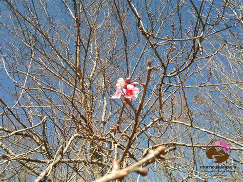 อัพเดท 21 ภูลมโล ซากุระเมืองไทย นางพญาเสือโคร่ง กกสะทอน Facebook