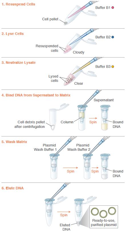 Monarch® Plasmid Miniprep Kit Neb