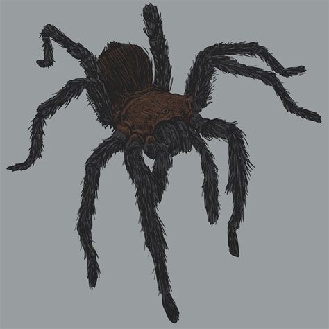 Tarantula Spider Drawing Illustration Vector Art At Vecteezy