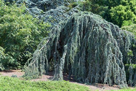12 Cedar Tree Species For Your Yard 12 Cedar Tree Species For Your Yard