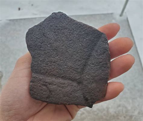 Monstrous Fossilized Turtle Shell Section Florida Fossil Etsy