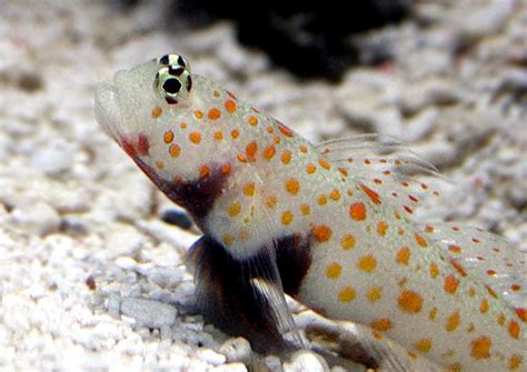 魚類図鑑ヤマブキハゼ