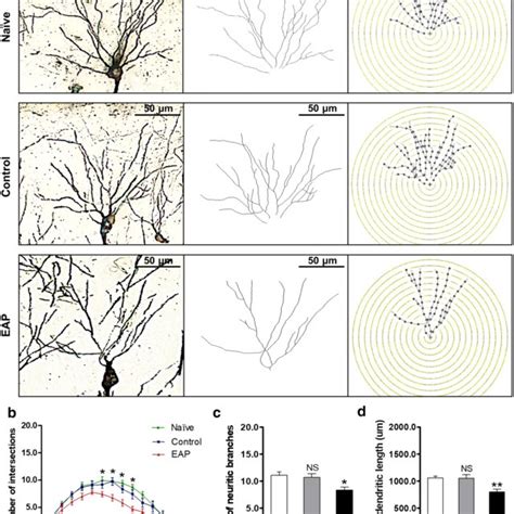 Morphological Analysis Of Basal Dendritic Arborization Of Ca1 Pyramidal