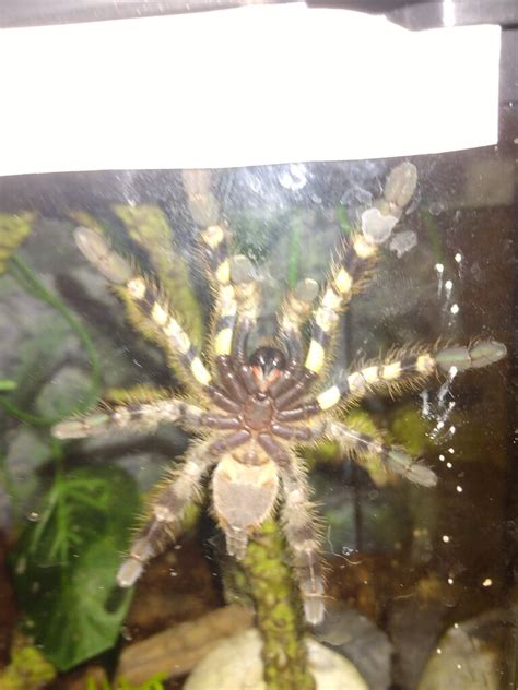 My P Regalis Around 2 Ventral Sexing Arachnoboards