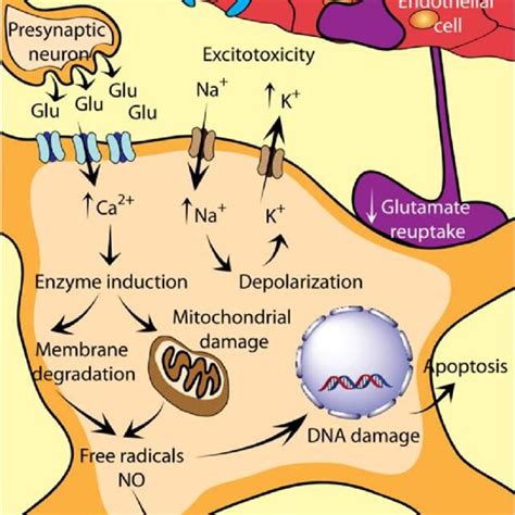 Involvement Of Molecular Cascade During The Pathogenesis Of Ischemic