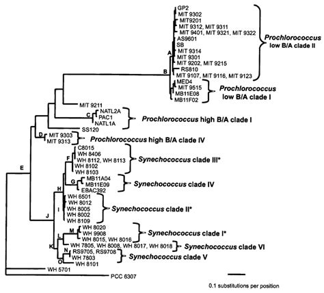 A Evolutionary Relationships Of Prochlorococcus And Synechococcus Download Scientific Diagram