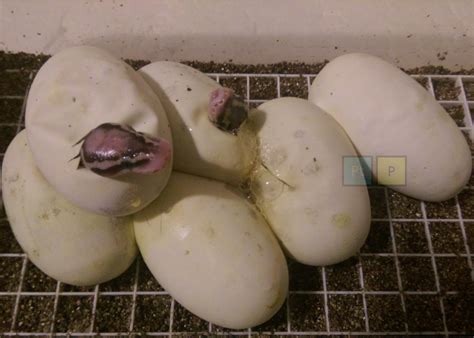 The Periodic Table Of Pythons Incubator