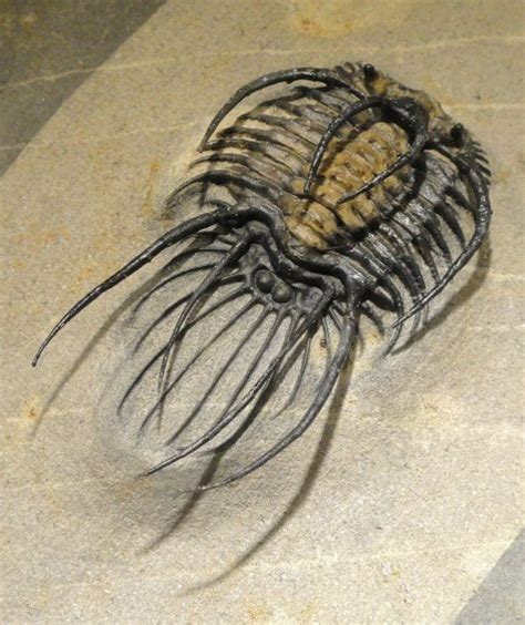 10 Different Types Of Trilobites Identifying Trilobite Fossils Rock Seeker