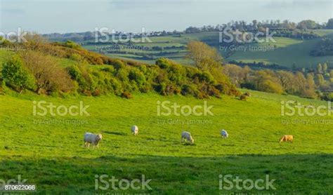잔디 그린 필드에는 밝은 화창한 날에 방목 하는 소 노르망디 프랑스 가축 사육 및 산업 농업 개념 여름 Countriside 조 경 및 길 들 여 진 가축 목장 가축떼에