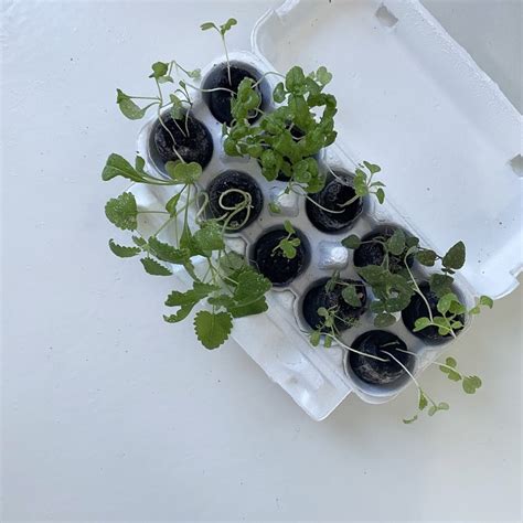 움틈 우영팟 씨앗키트 10구 취향의 싹이 트는 나의 작은 정원 움틈