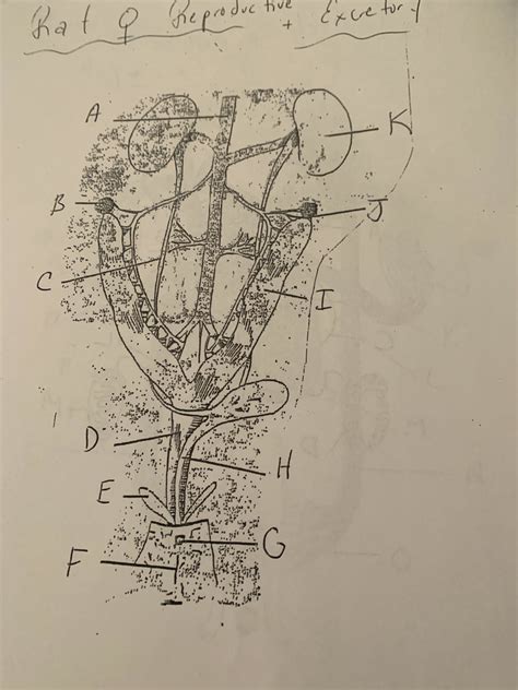 Female Rat Reproductive Diagram Quizlet