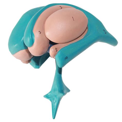 Buy Human Modelbasal Nucleus Model Of Ventricle And Basal Nucleus Of