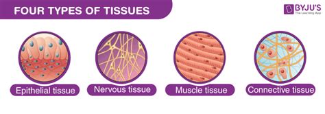 Connective Tissue Examples In The Human Body