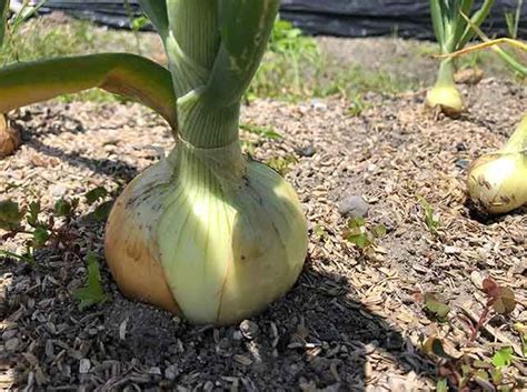 Onion Veg Vegetables