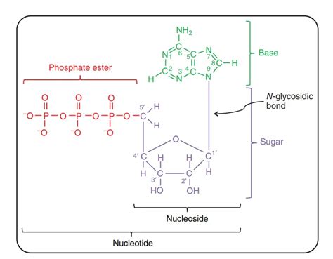 Nucleotide Structural Formula