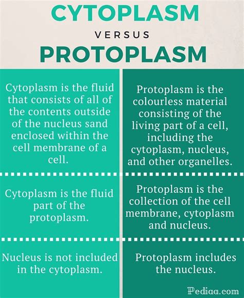 Difference Between Cytoplasm And Protoplasm Pediaa Com