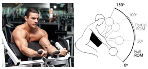 Are Full Or Partial Reps Better For Building Strength And Size