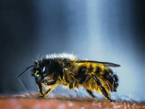 Ne Retirez Pas Le Dard D Une Abeille Avec Une Pince Piler