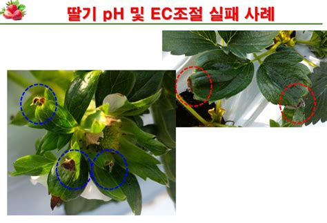 칼슘결핍 팁번현상 네이버 블로그