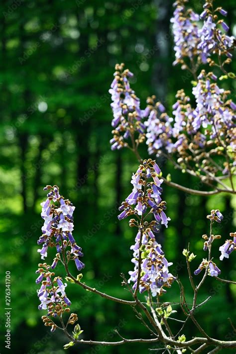 Identify Purple Bell Shaped Flowers
