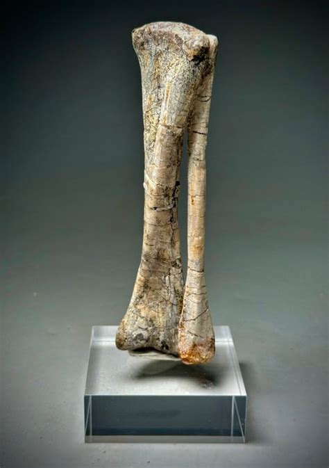 Dinosaur Lower Leg Fibula And Tibia Fossil Skeleton Psittacosaurus Mazongshensis Yu 1997