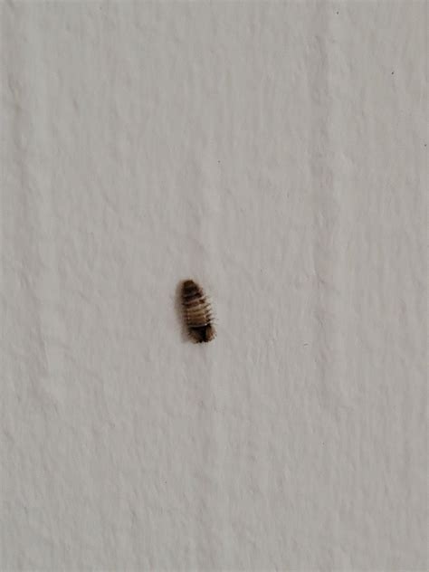 UK Scotland Small Bug In Flat R Whatsthisbug