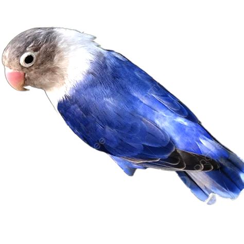 ラヴバードバイオレット無料ダウンロードイラスト画像とpsdフリー素材透過の無料ダウンロード Pngtree