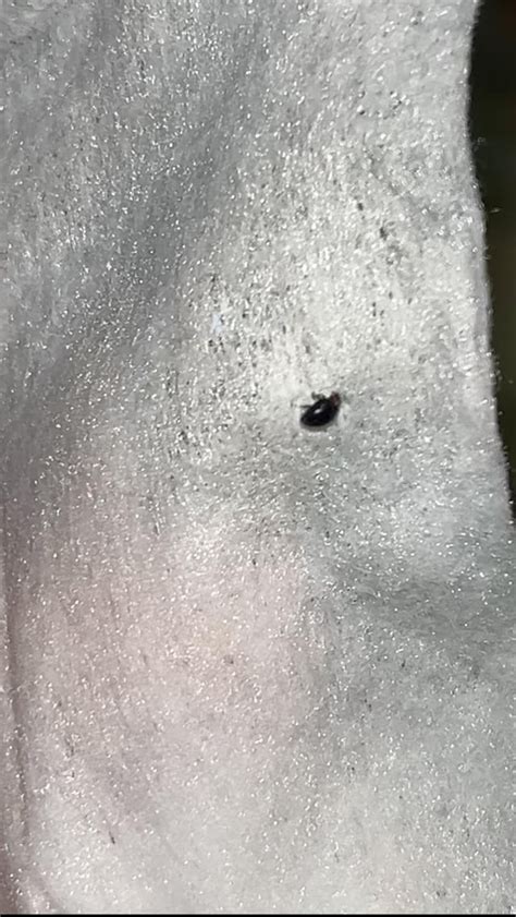 Is This A Bed Bug Or Tic R Bedbugs