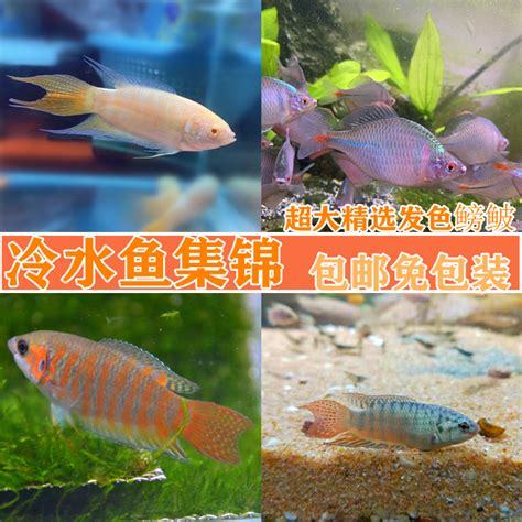 旁皮鱼鰟鮍鱼活体观赏鱼冷水鱼小河蚌清洁原生鱼除藻鱼除丝藻鱼 虎窝淘