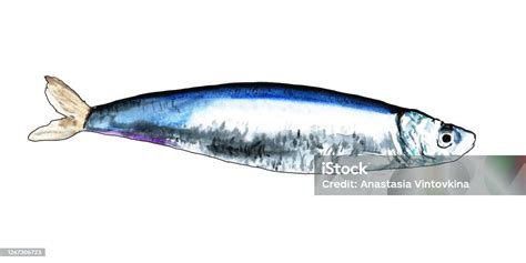 스프래트의 수채화 그림 해산물 레스토랑 낚시 클럽 또는 수산 시장의 기호 또는 상징에 대한 고립 된 해양 물고기 종 푸른 고립 된 기호 복고풍에 대한 스톡 벡터 아트 및