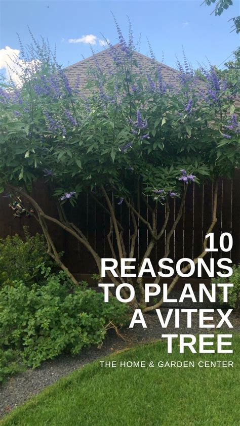 10 Reasons To Plant A Vitex Tree
