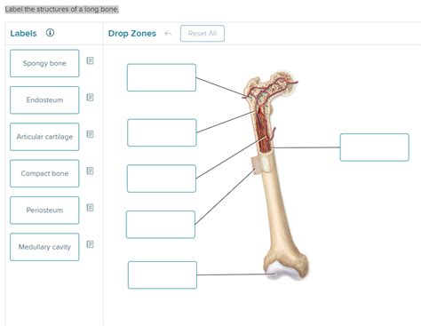 Solved Label The Structure Of A Long Bone