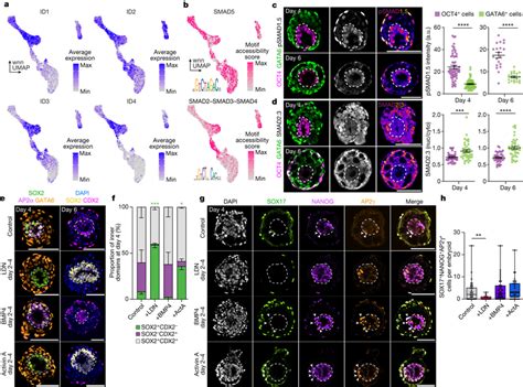 Bmp Signalling Drives Amnion Specification In Inducible Human Download Scientific Diagram