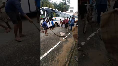 Python Snake Rescue YouTube