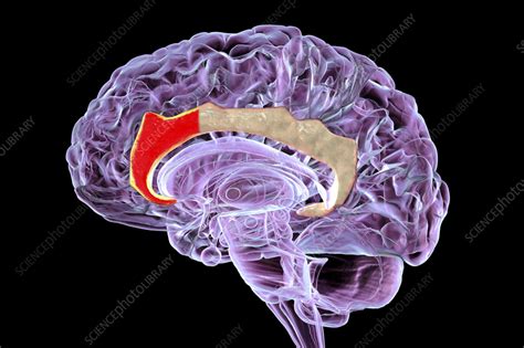Anterior Cingulate Cortex Illustration Stock Image F0439083
