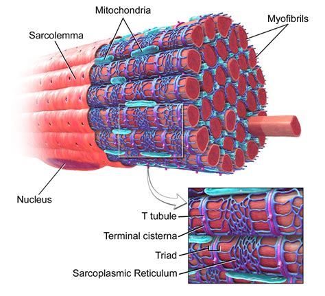 Muscle Cell Myocyte Definition Function And Structure Biology
