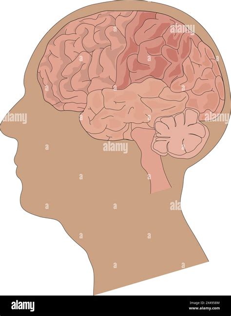 Human Brain Anatomy Stock Vector Image And Art Alamy