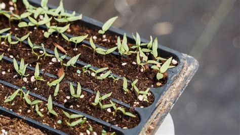 How To Calculate Survival Rate Ecology Ecology Today