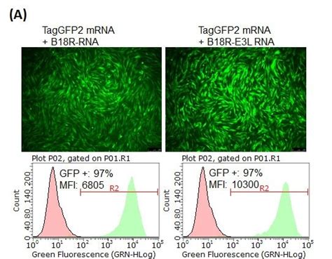 Simplicon™ Rna Transfection And Electroporation Protocols