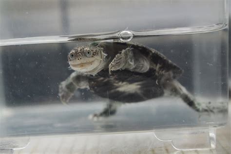 Turkana Mud Turtle Pelusios Broadleyi Zoochat